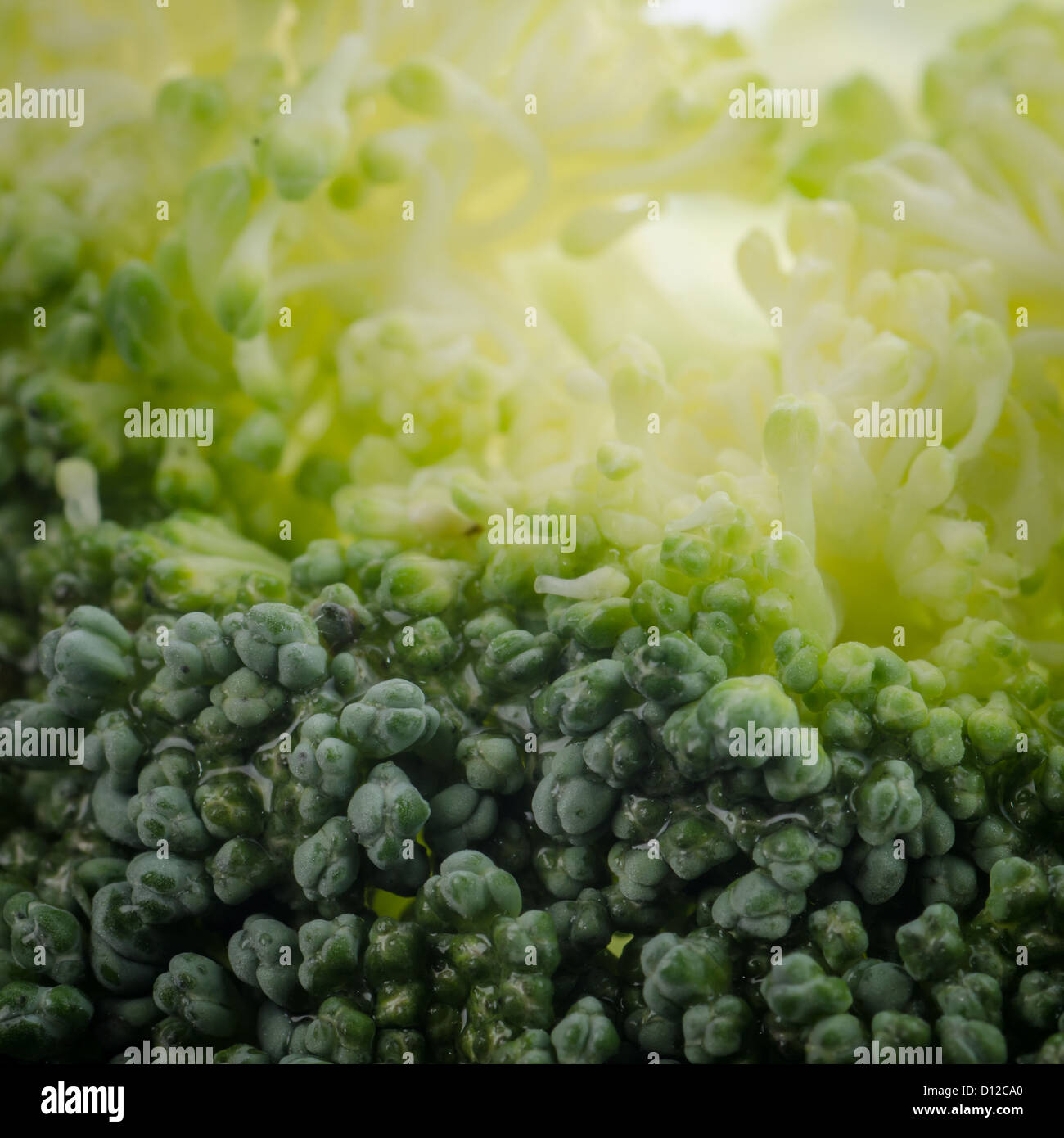 vegetable green broccoli macro background Stock Photo - Alamy