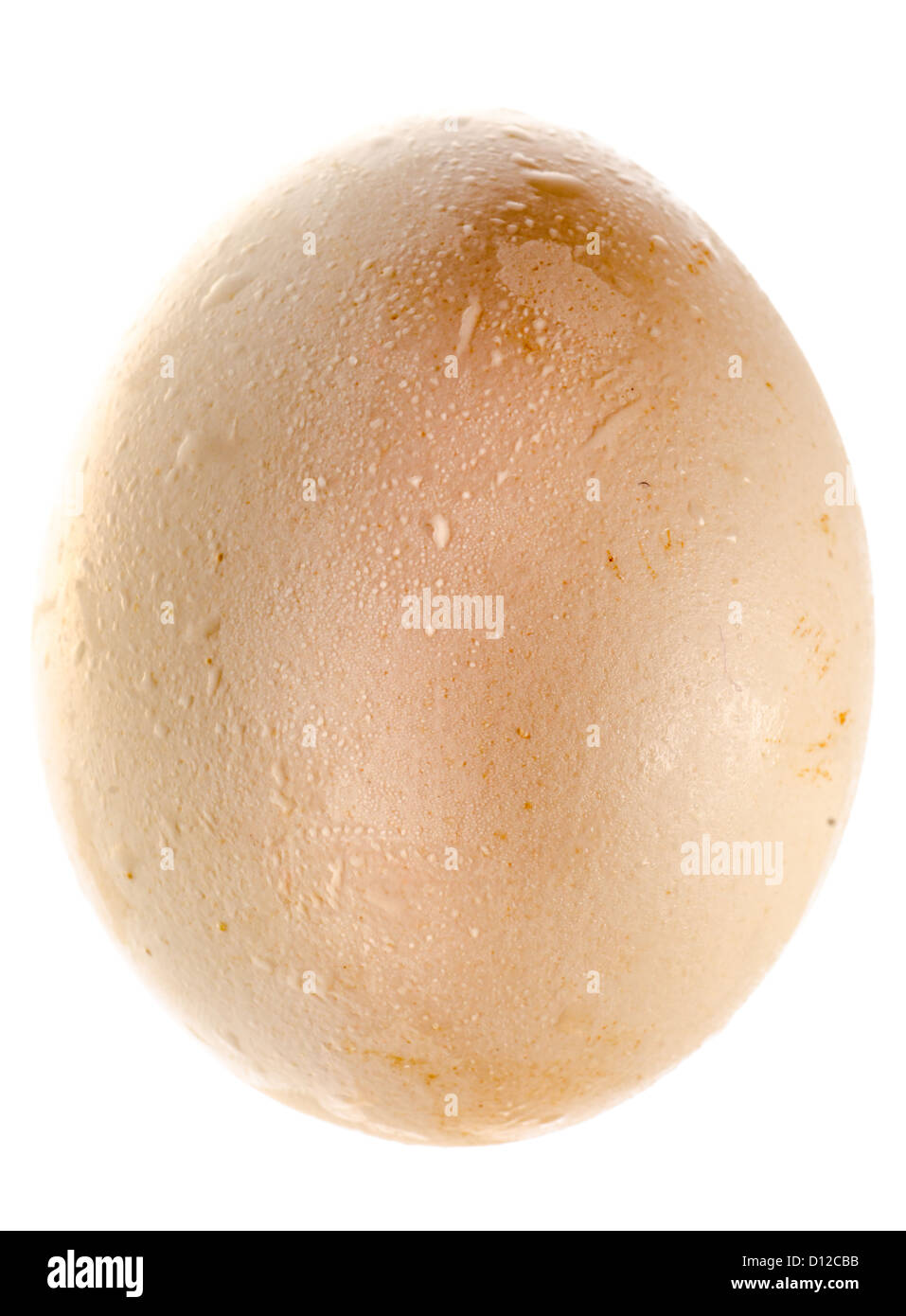 One chicken egg on Cut Out Stock Images & Pictures - Alamy