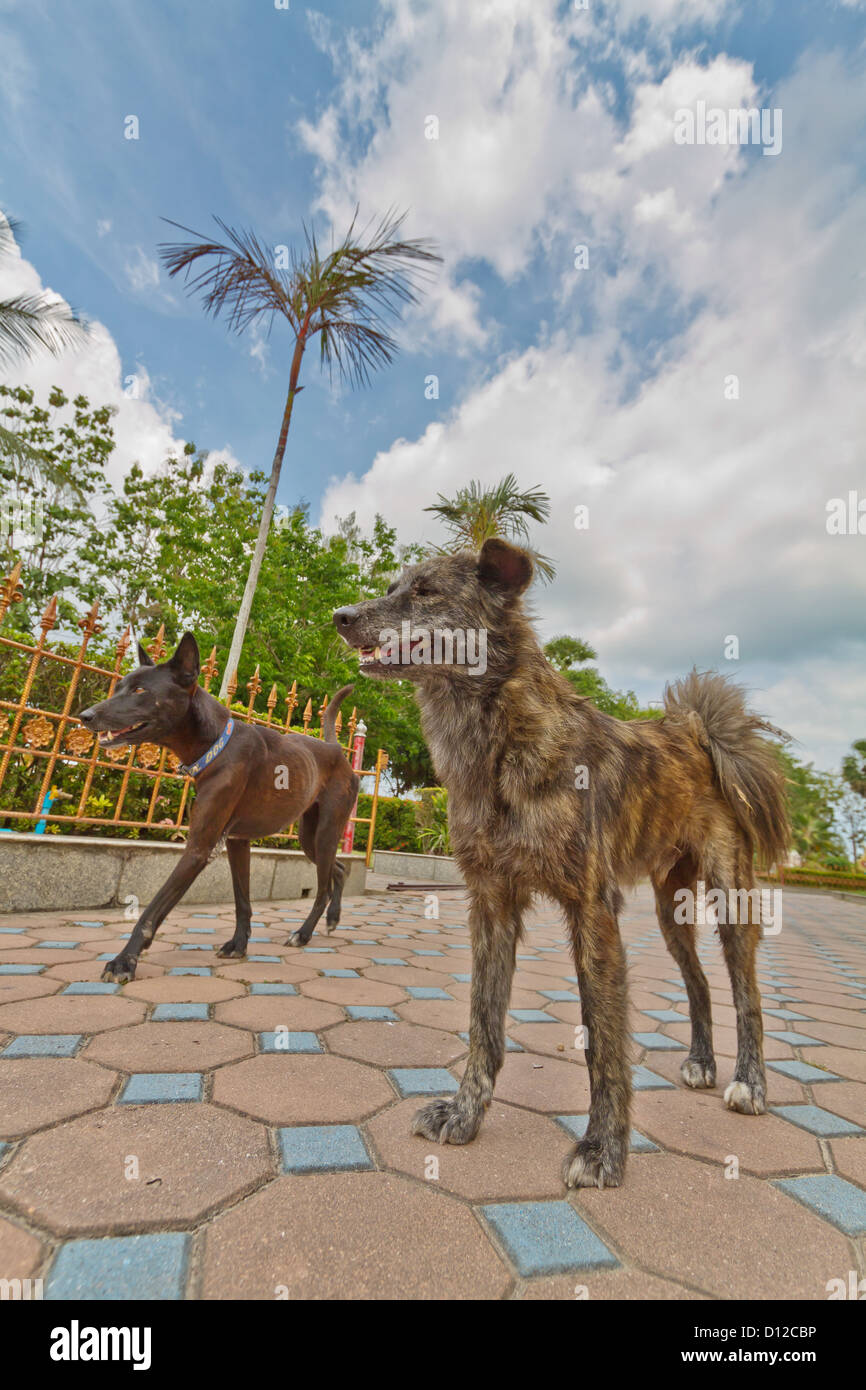 Straying dogs hi-res stock photography and images - Alamy