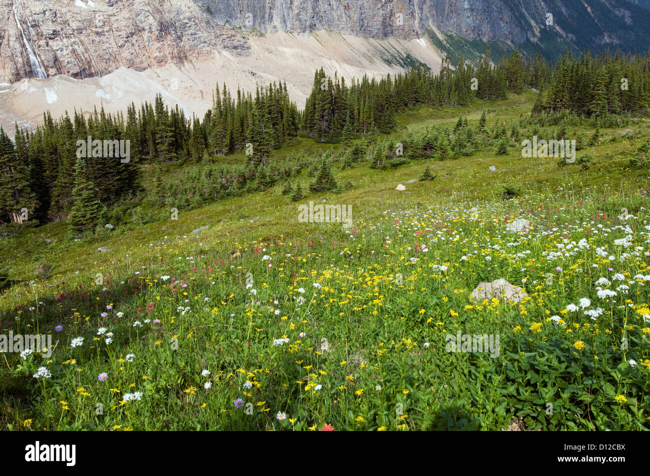 Wildflowers In A Meadow In The Canadian Rocky Mountains; Alberta Canada ...