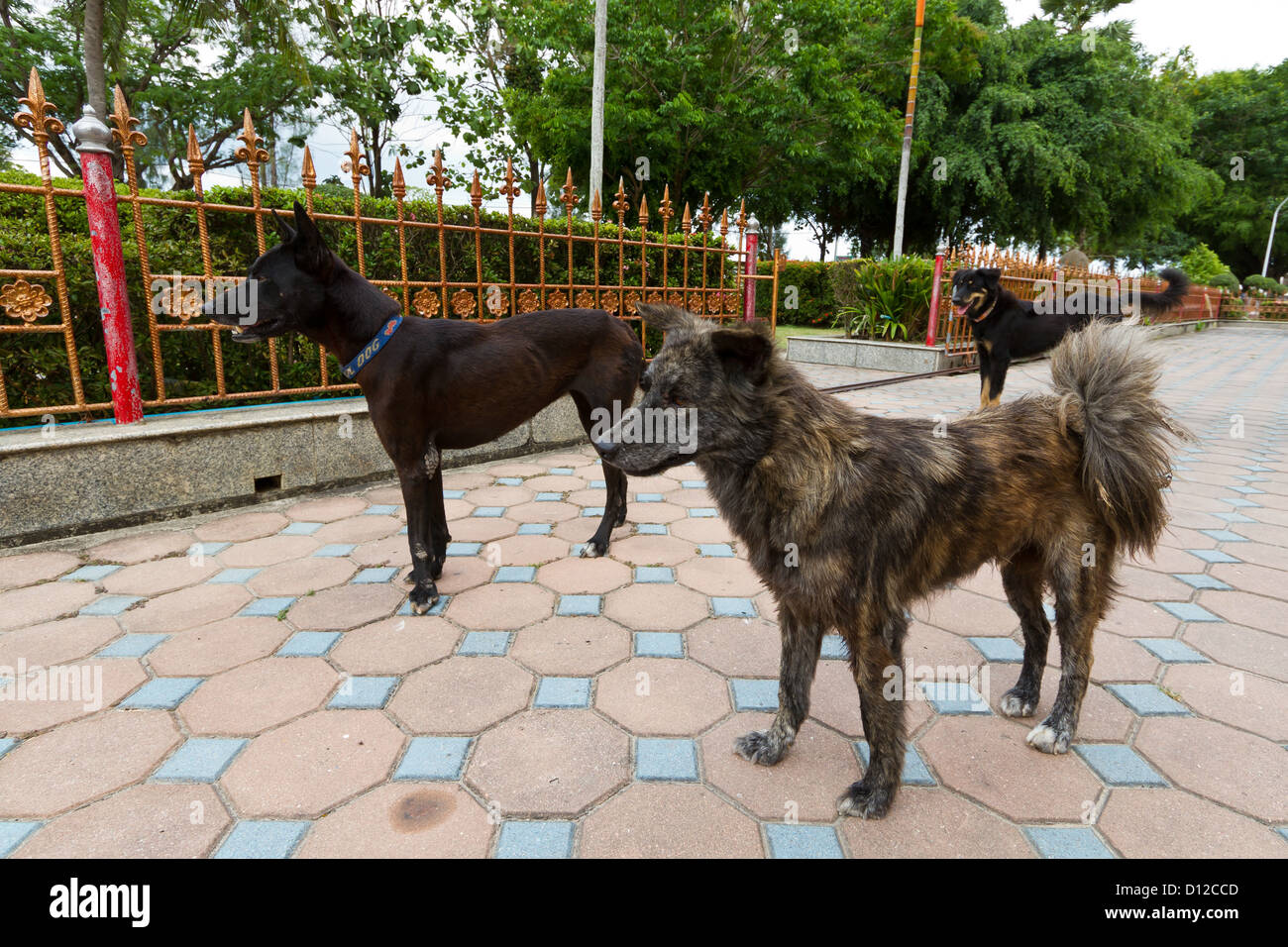 Straying dogs hi-res stock photography and images - Alamy