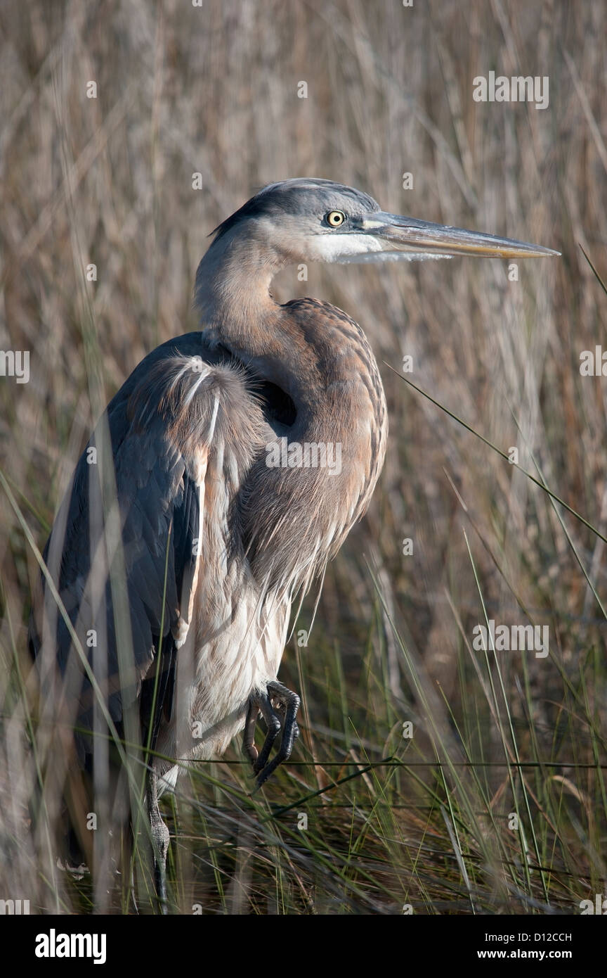 Heron alert hi-res stock photography and images - Alamy