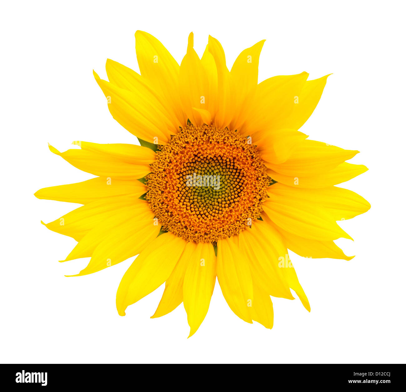 sunflower isolated on white background Stock Photo - Alamy