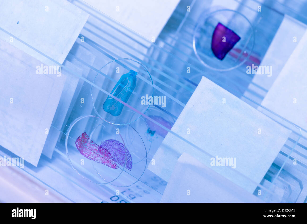 science medical glass microscope slide with sample Stock Photo - Alamy