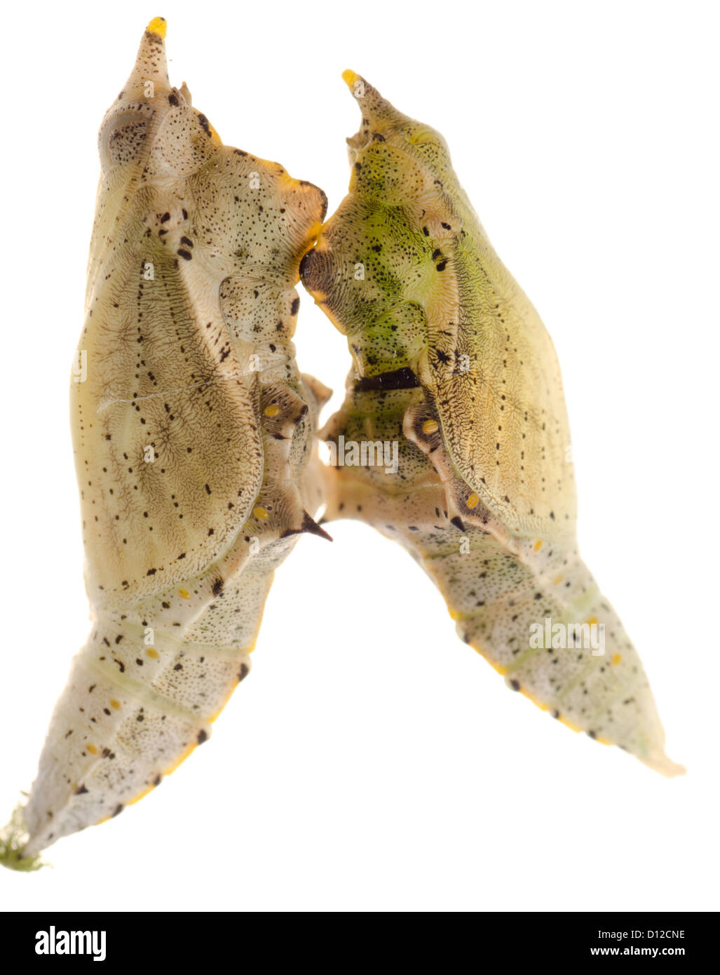 insect small white butterfly cocoon isolated Stock Photo - Alamy