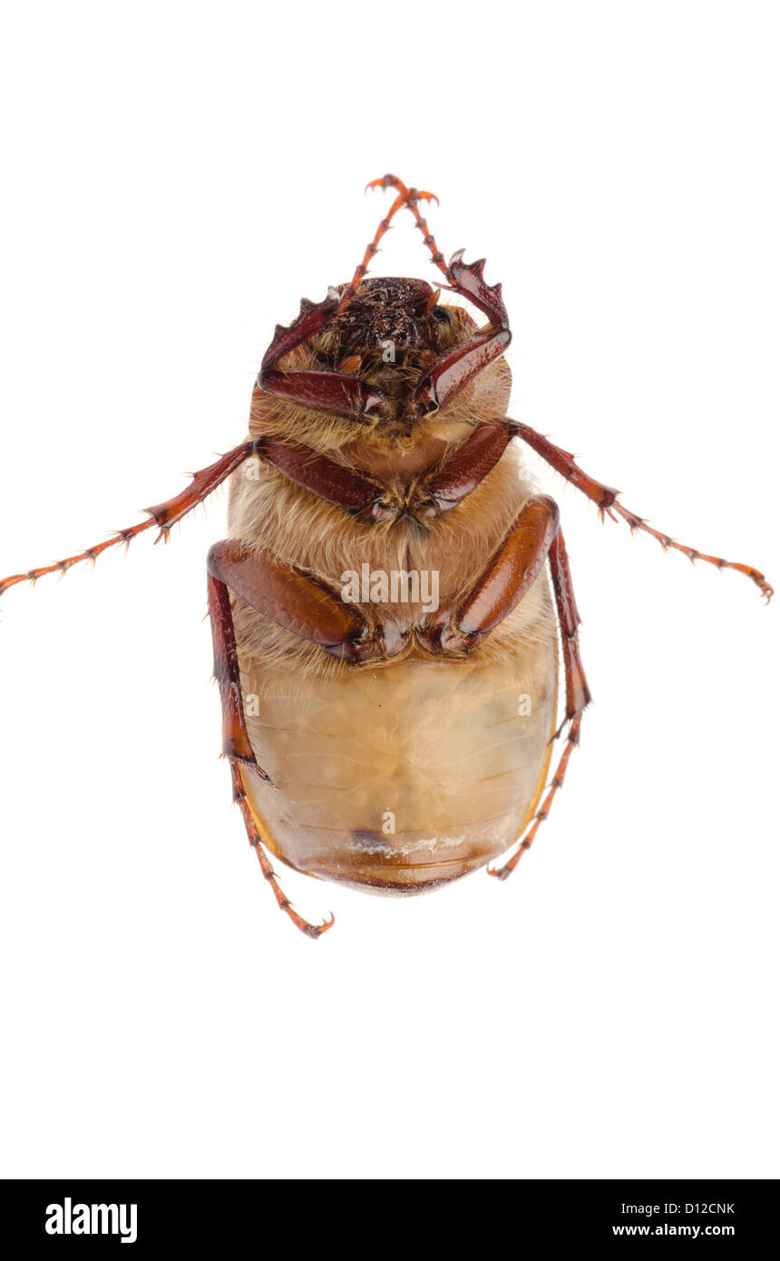 insect brown June beetle isolated on white Stock Photo - Alamy