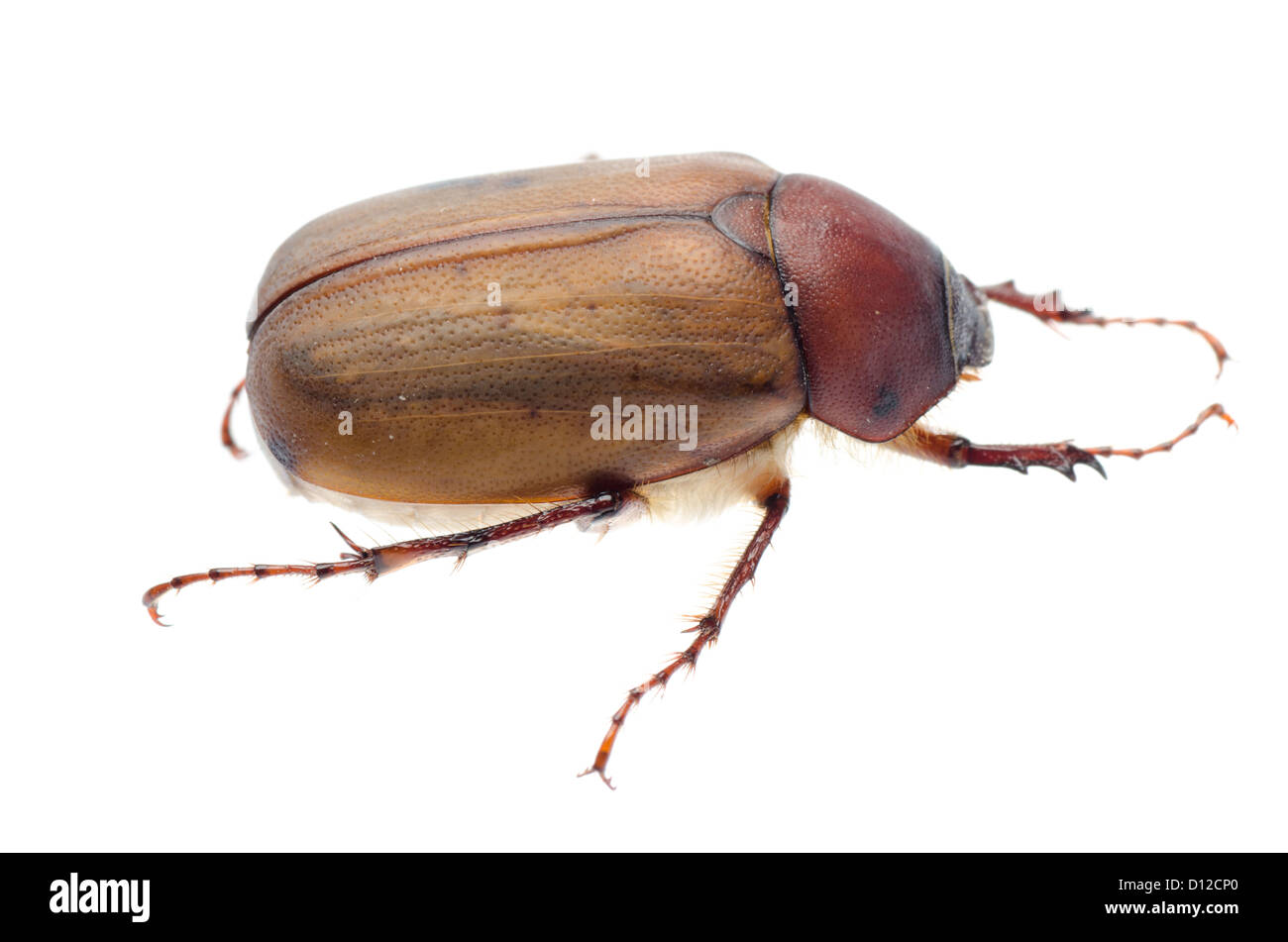 insect brown June beetle isolated on white Stock Photo - Alamy