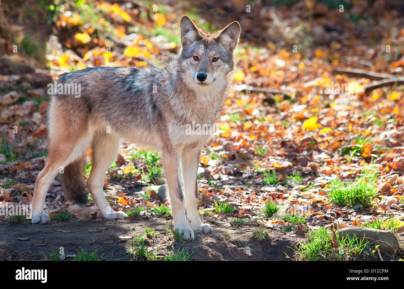 On a fall day a coyote is looking at the camera from the field Stock ...