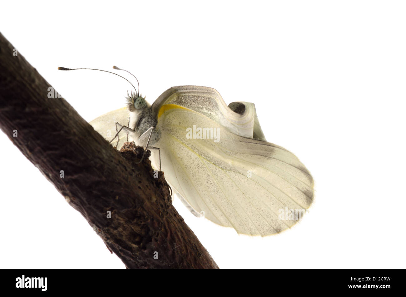 insect small white butterfly showing emergence wing isolated Stock ...