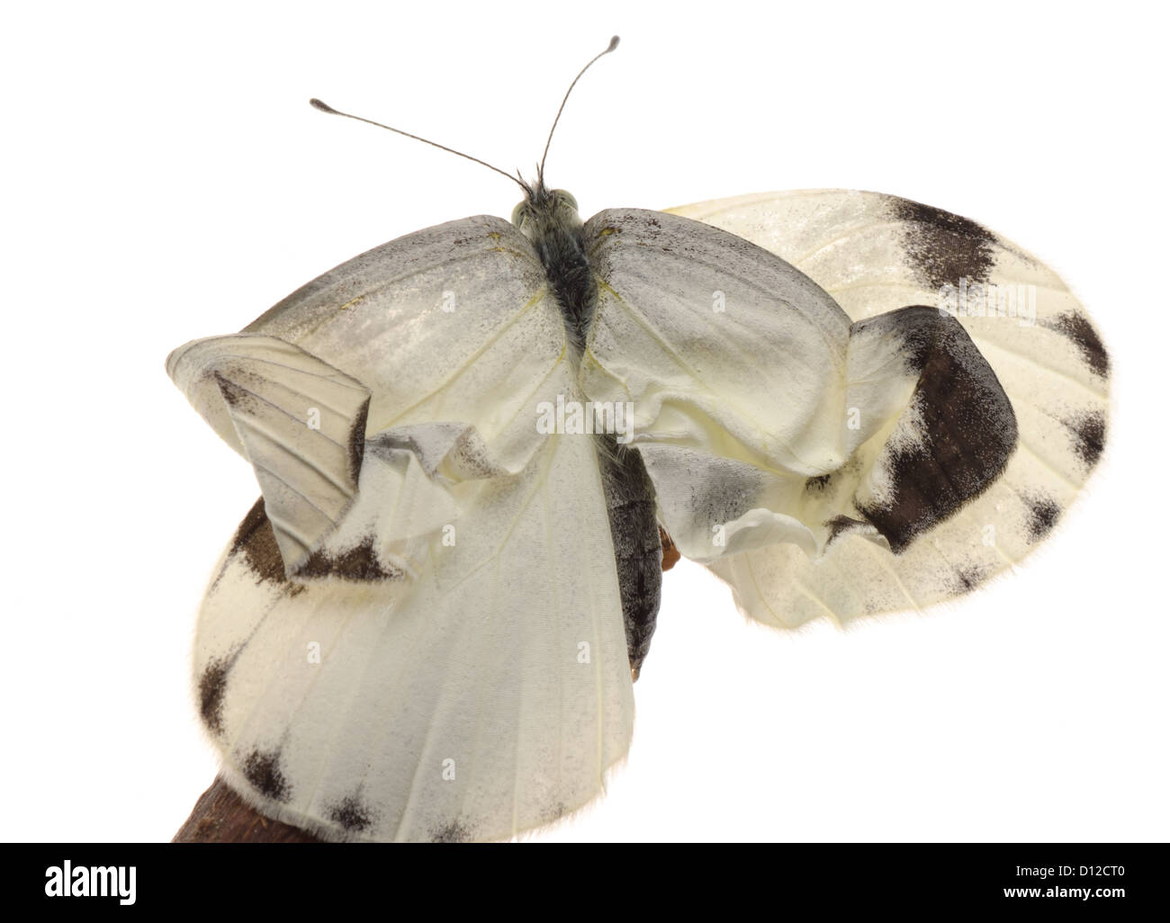 insect small white butterfly showing emergence wing isolated Stock ...