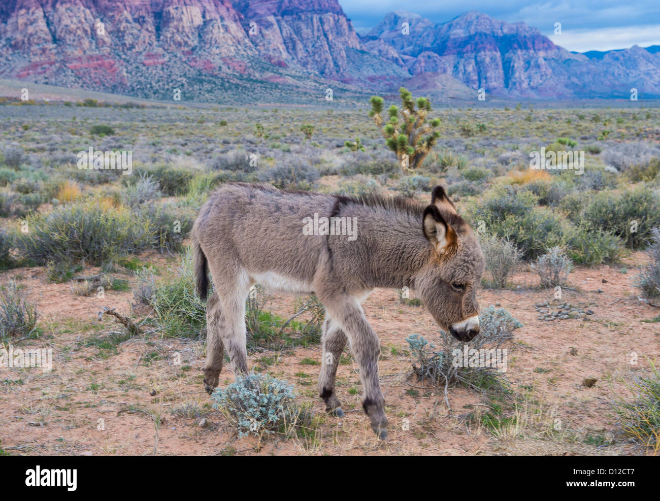 A wild burro in the Nevada desert Stock Photo - Alamy
