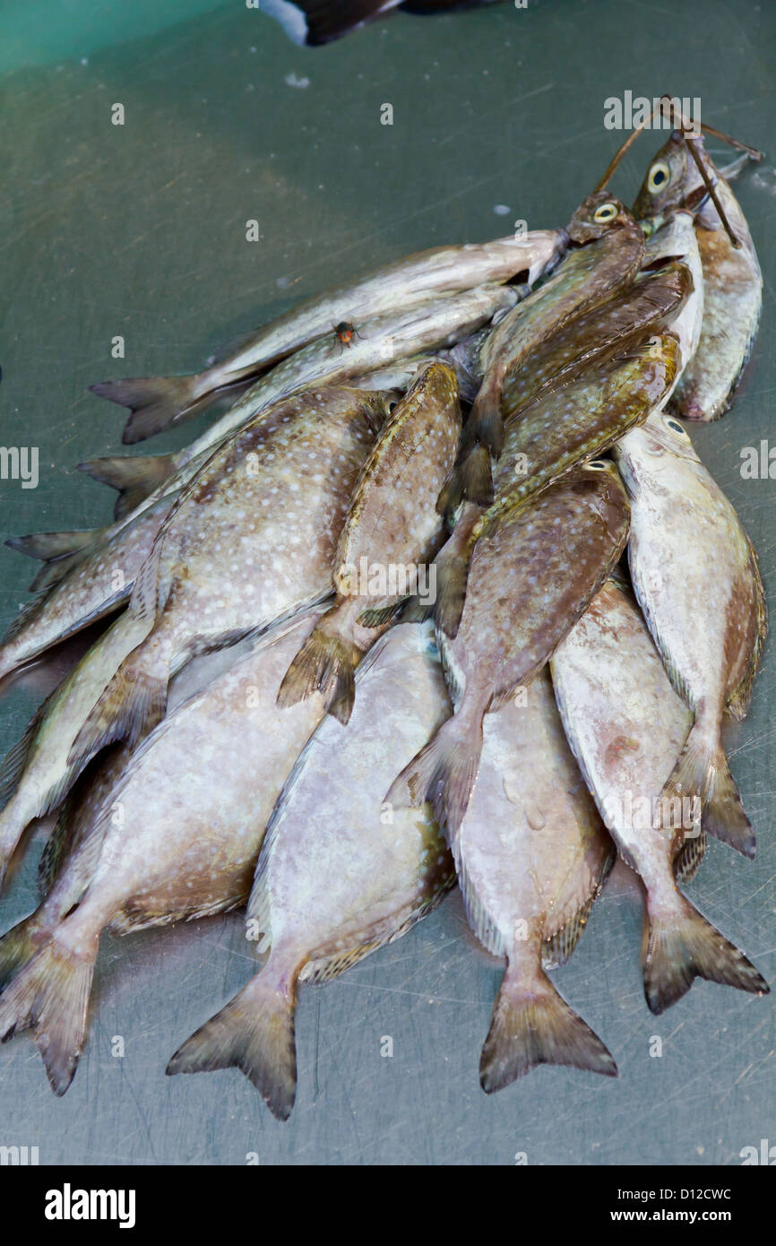 Fresh Fish on a Market at Rawai Beach on Phuket Island, Thailand Stock ...