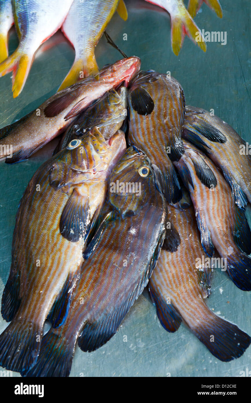 Fresh Fish on a Market at Rawai Beach on Phuket Island, Thailand Stock ...