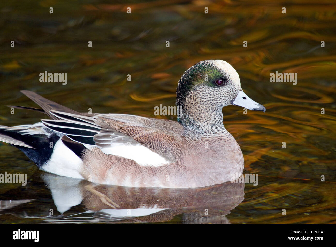 North american duck breed hi-res stock photography and images - Alamy