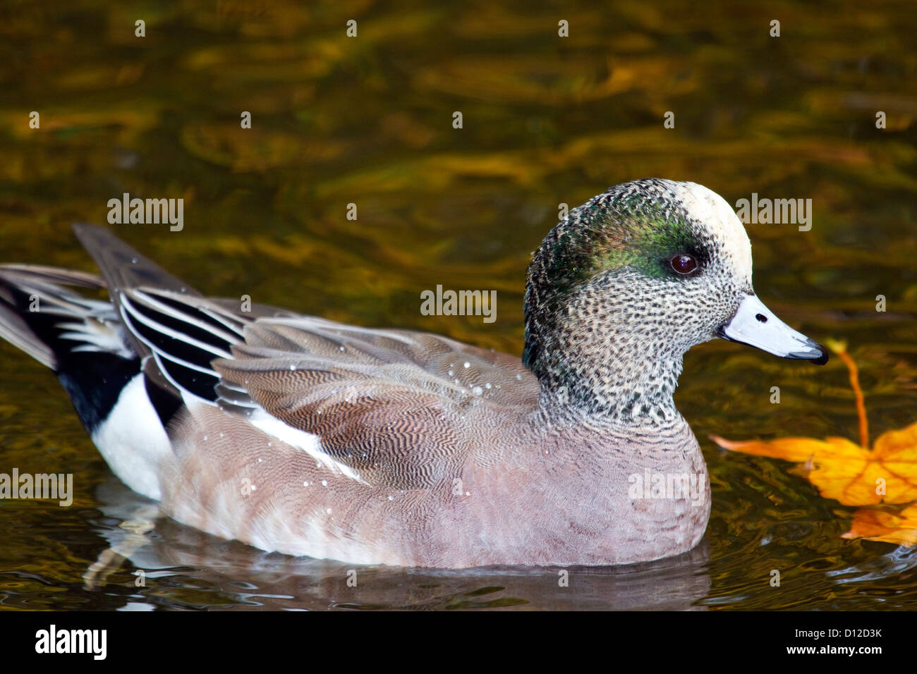 North american duck breed hi-res stock photography and images - Alamy