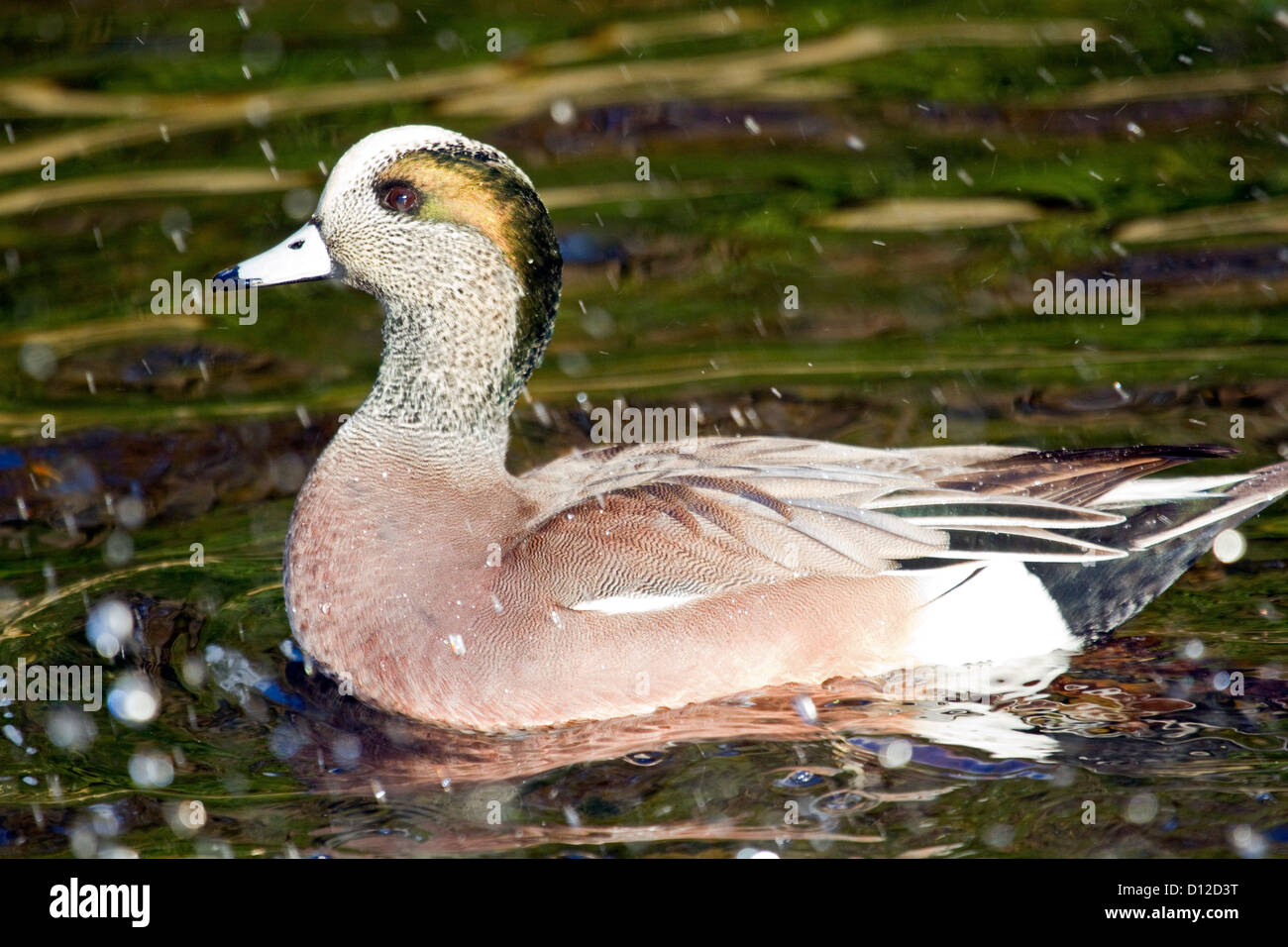 North american duck breed hi-res stock photography and images - Alamy