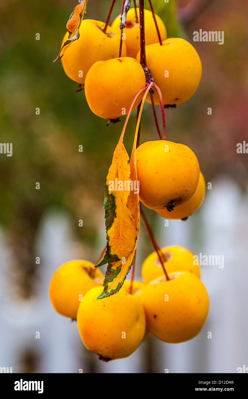 Nature natural crabapple crabapples hi-res stock photography and images ...