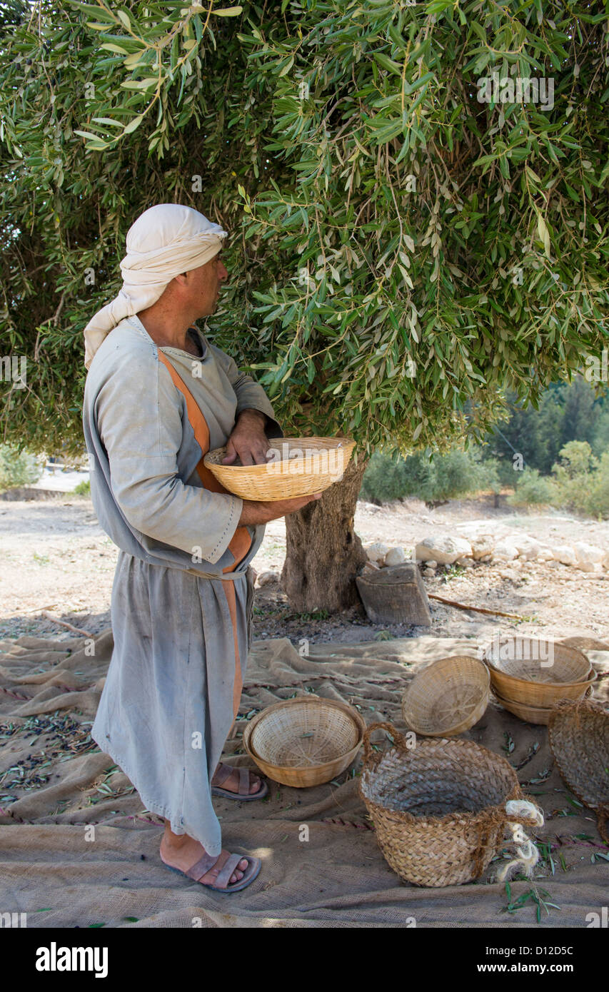 Palestinian farmer harvesting olive tree in Nazareth Village Stock ...