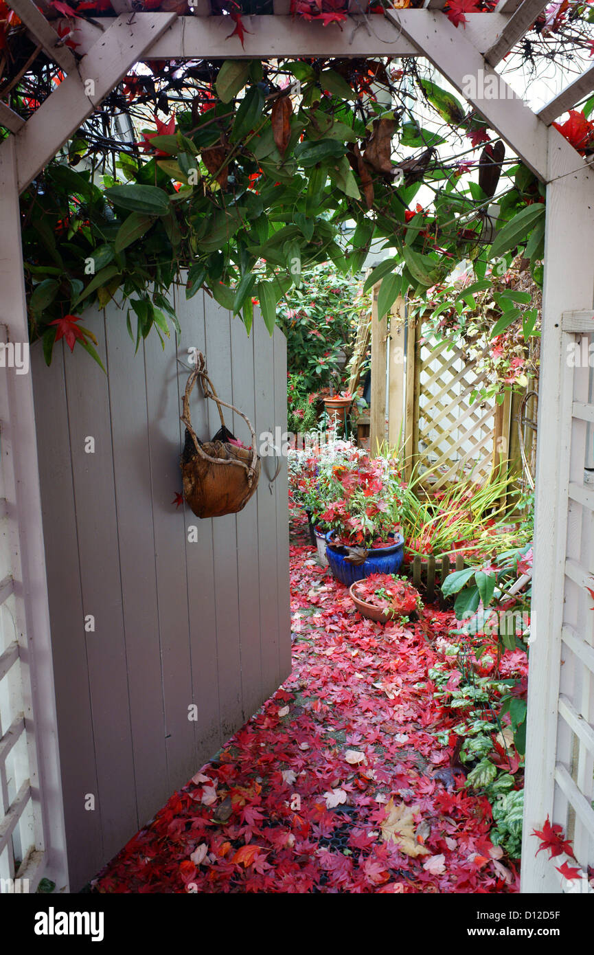 Gate and pathway to a house covered in red, autumn leaves, Vancouver ...