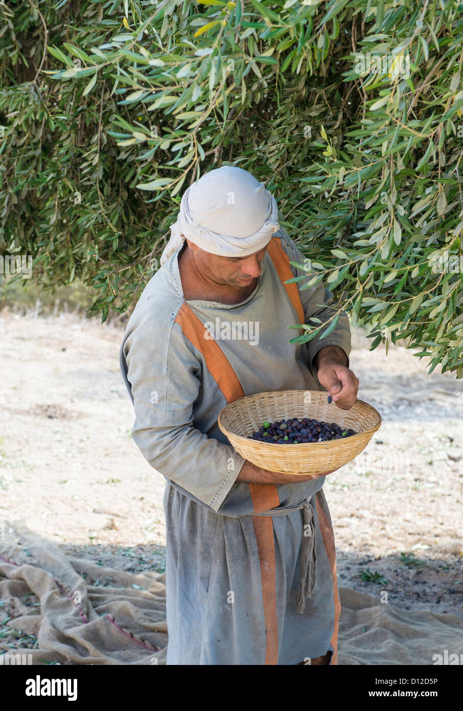 Palestinian farmer harvesting olive tree in Nazareth Village Stock ...