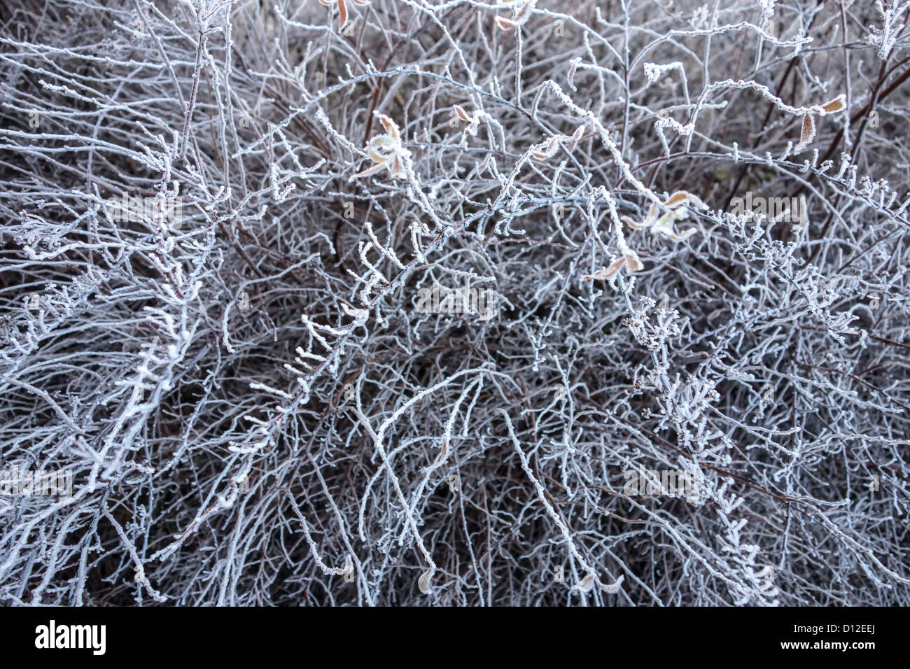 background of frozen Trees branch Stock Photo - Alamy