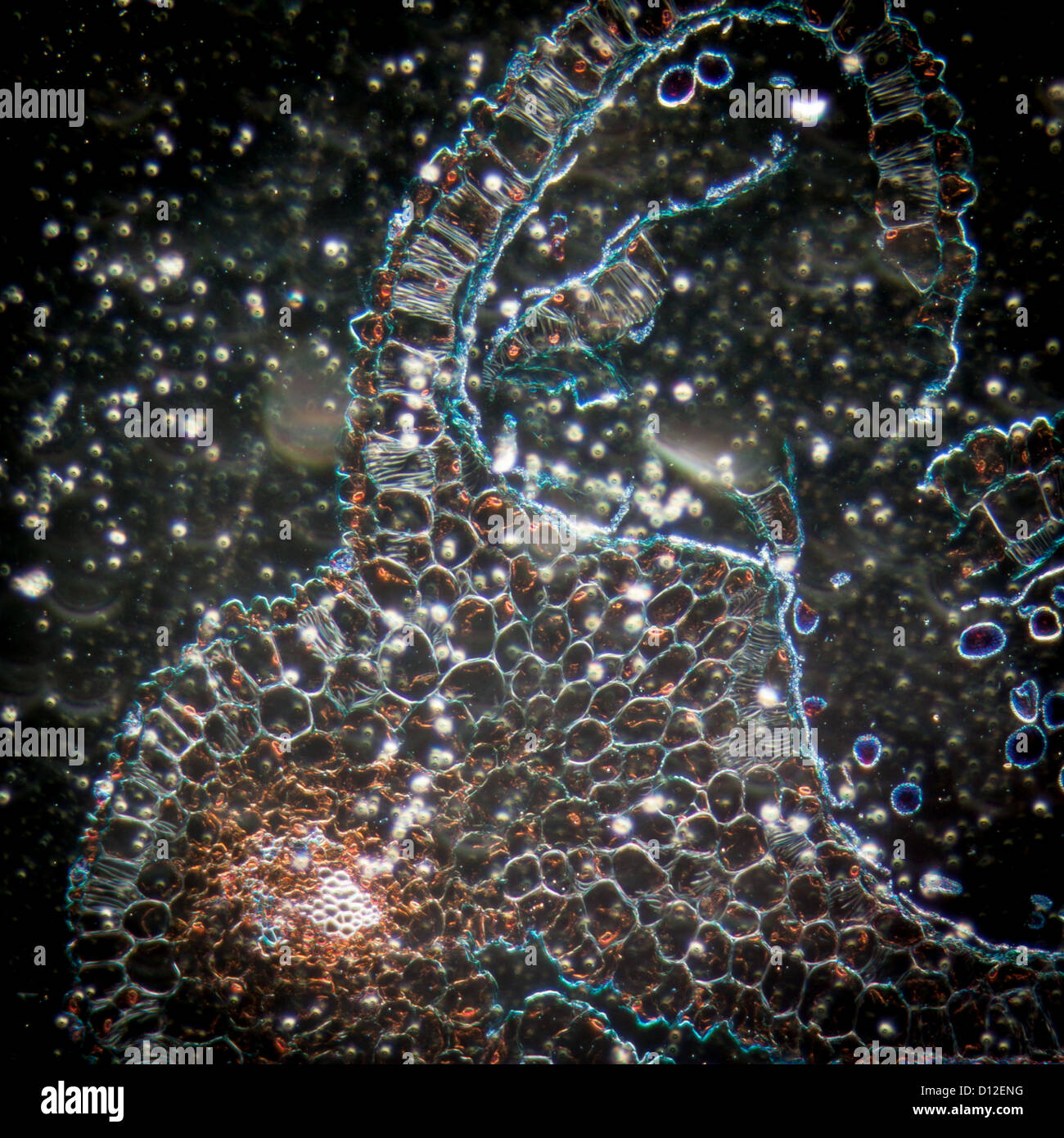 anther of lily flower, Lilium brownii, science plant cell micrograph ...
