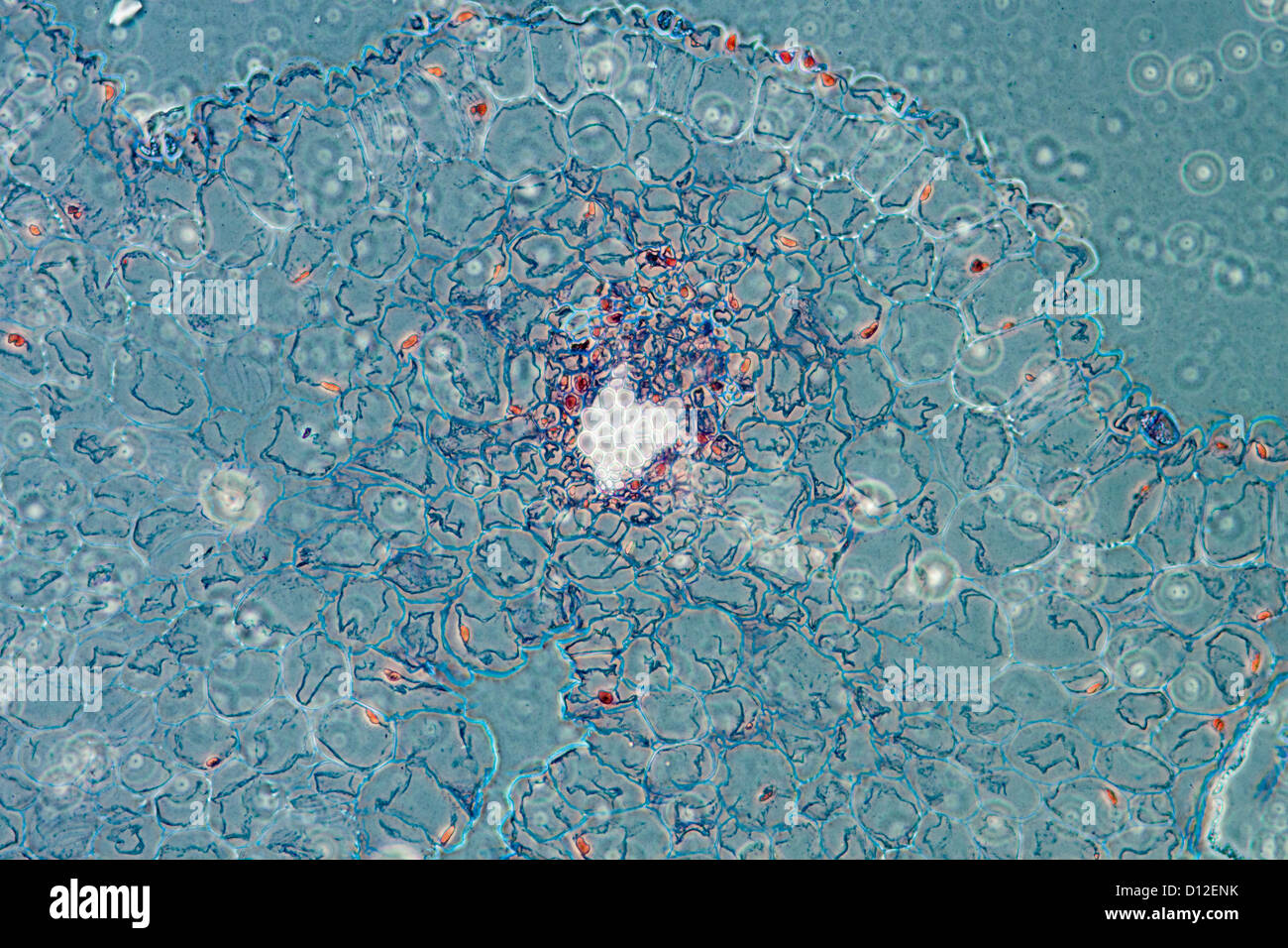 anther of lily flower, Lilium brownii, science plant cell micrograph ...