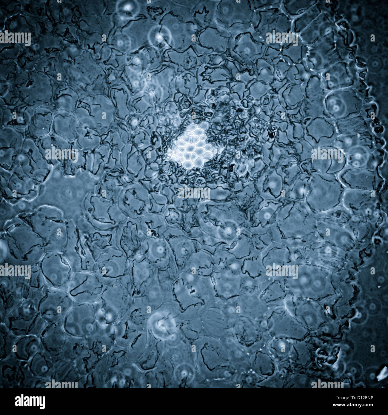 anther of lily flower, Lilium brownii, science plant cell micrograph ...