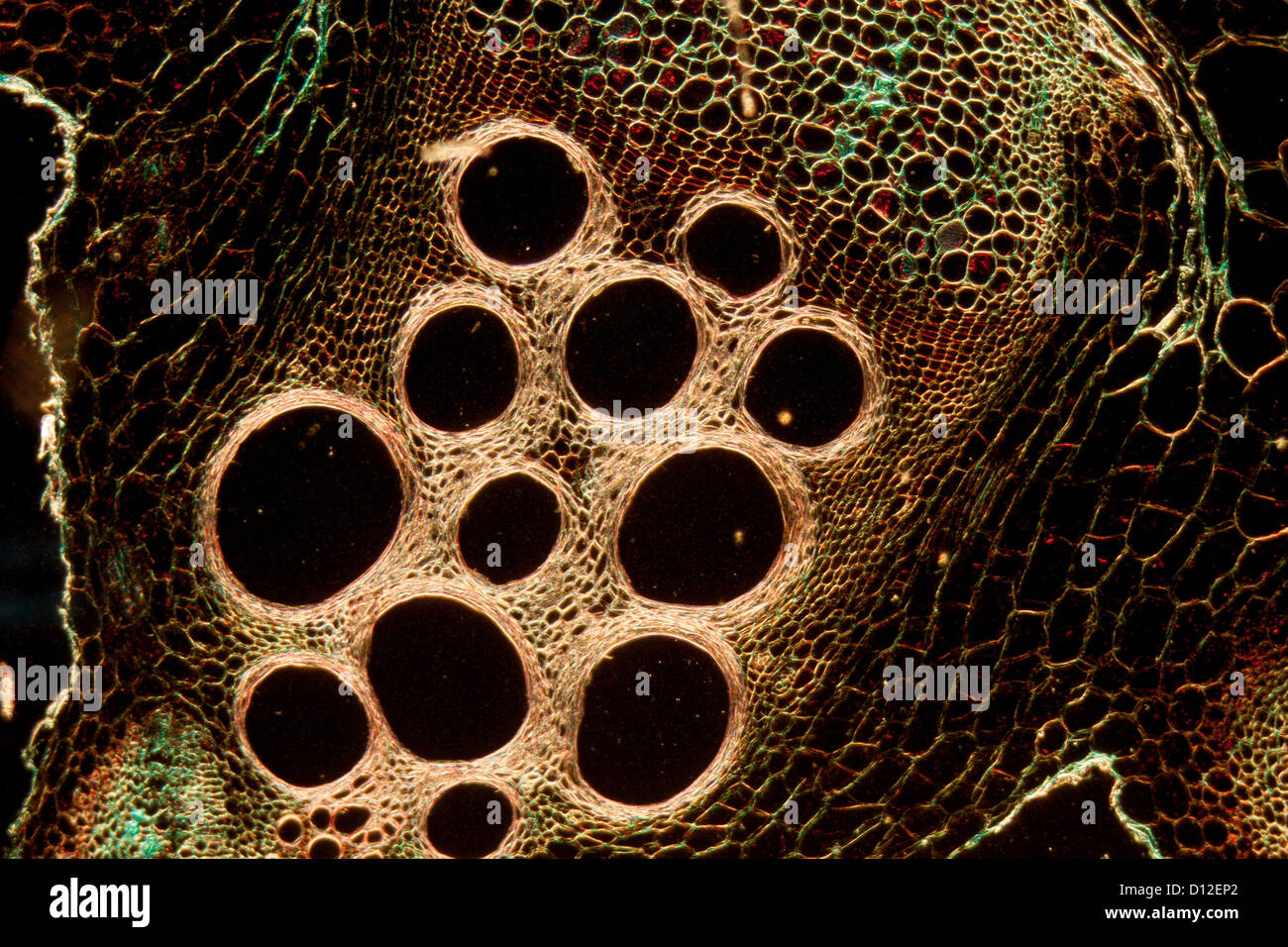 Xylem micrograph hi-res stock photography and images - Alamy