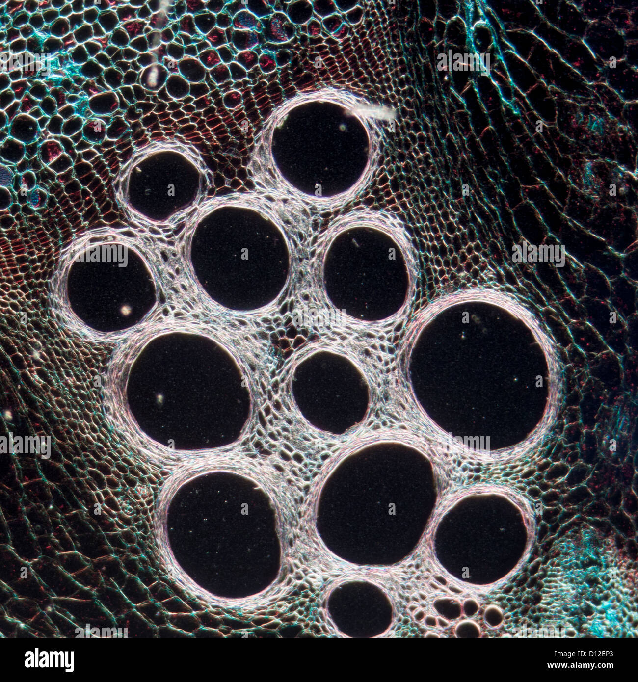 Fluorescent micrograph hi-res stock photography and images - Alamy