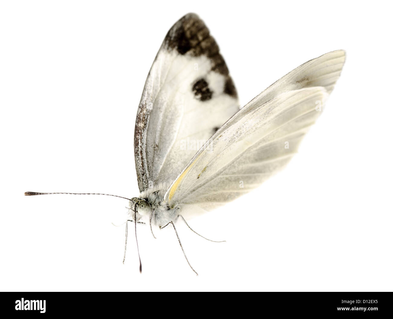 insect small white butterfly isolated Stock Photo - Alamy