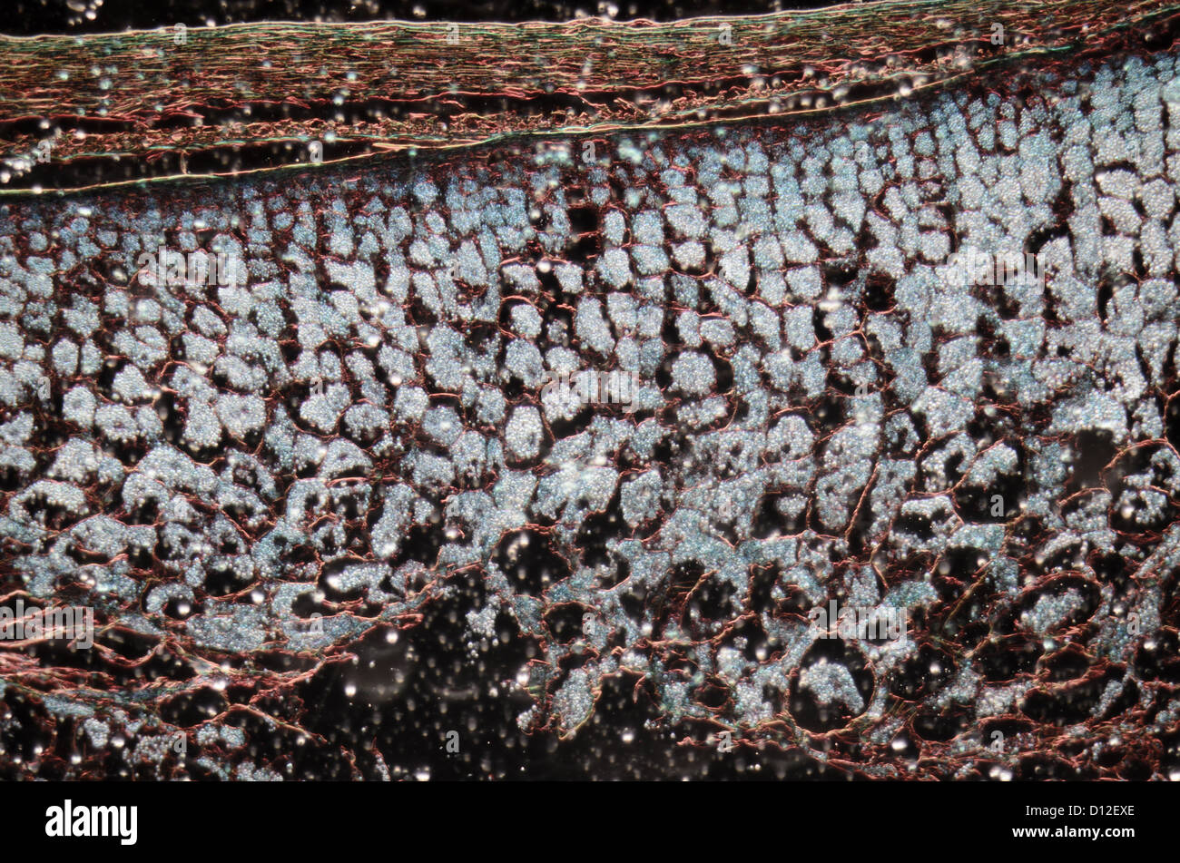 microscopy micrograph plant tissue, corn embryo Stock Photo - Alamy