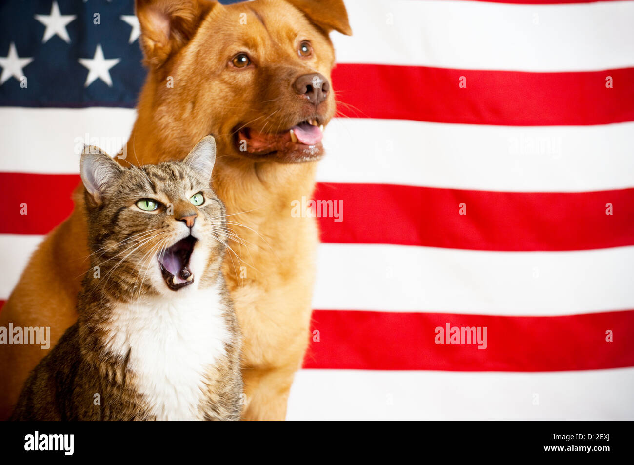 Proud American pets with US flag in as background. Focus on cat with ...