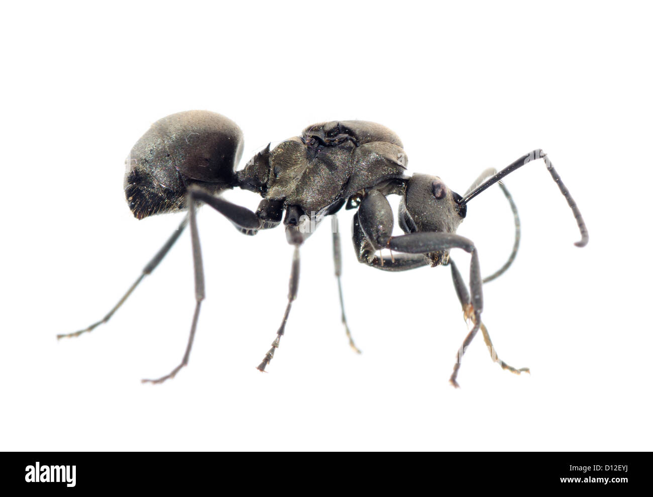 insect ant isolated on white Stock Photo - Alamy