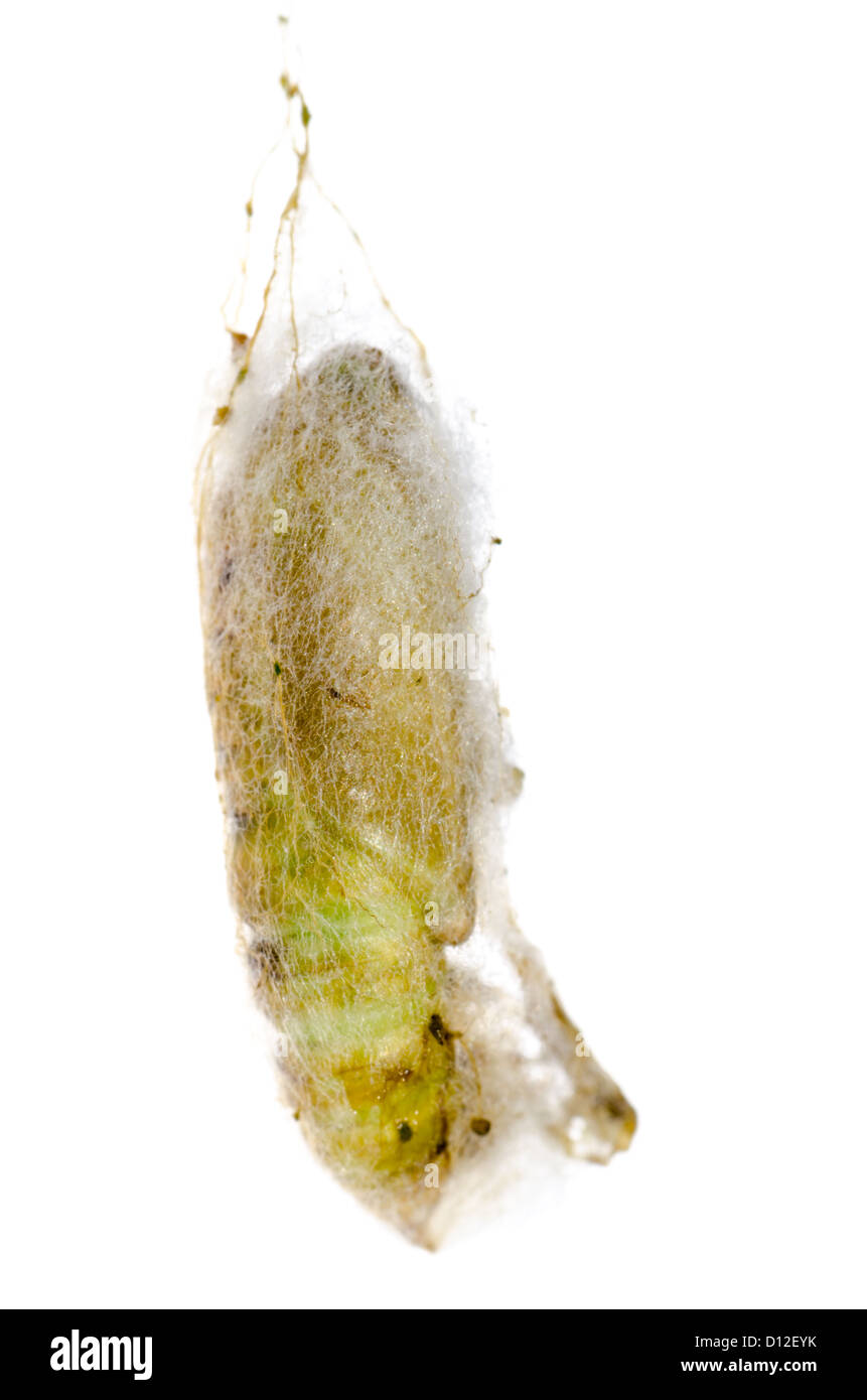 insect green moth cocoon isolated on white Stock Photo - Alamy