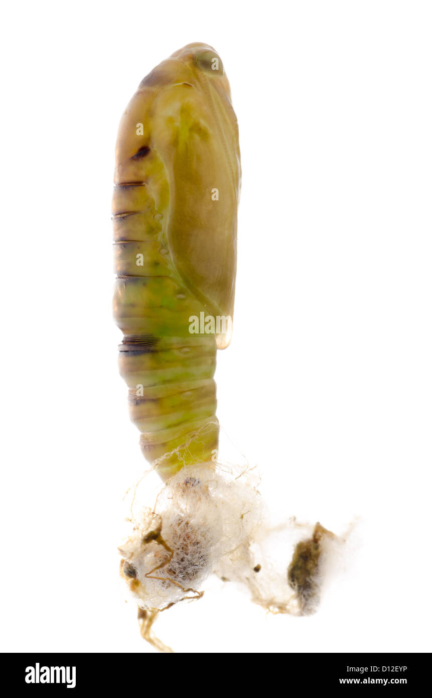 insect green moth cocoon isolated on white Stock Photo - Alamy