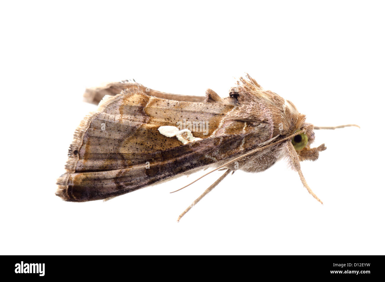 Moth insect detail Cut Out Stock Images & Pictures - Alamy