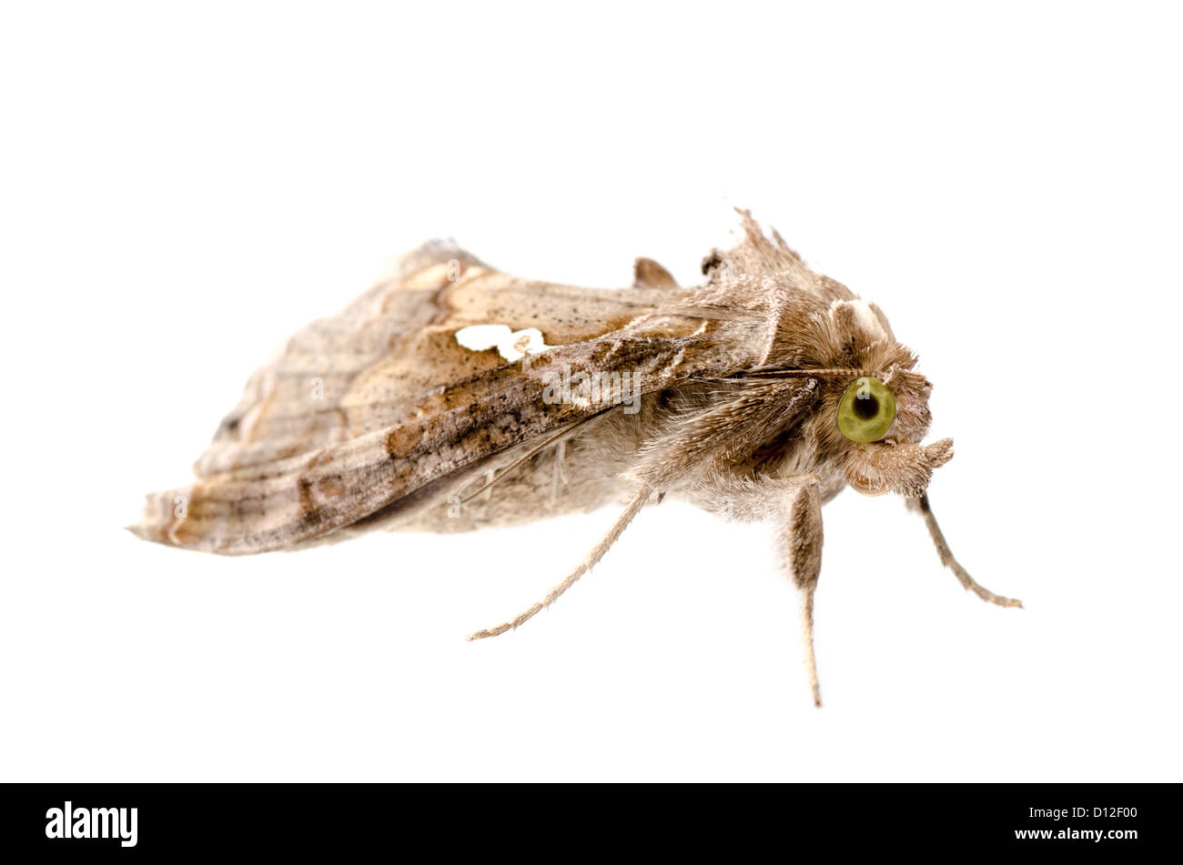 Moth insect closeup Cut Out Stock Images & Pictures - Alamy