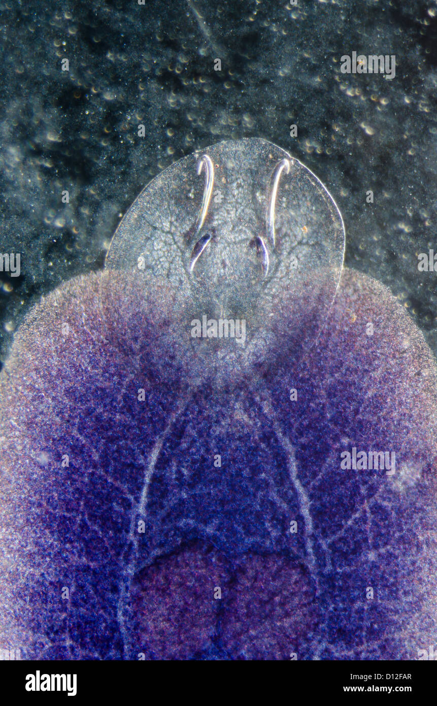 science aquaculture fish parasite Benedenia seriolae worm micrograph ...