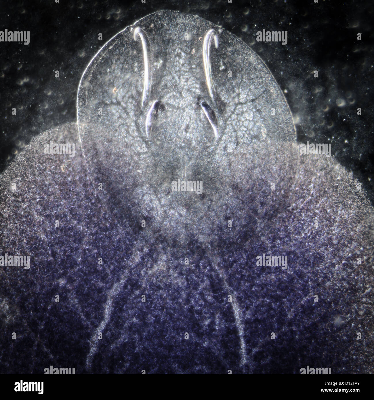 science aquaculture fish parasite Benedenia seriolae worm micrograph ...