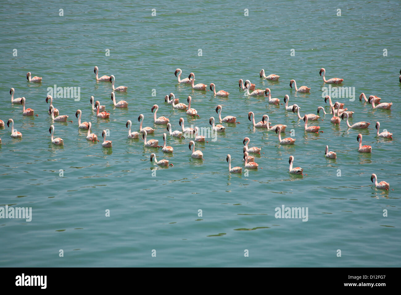 Flamingo africa hi-res stock photography and images - Alamy