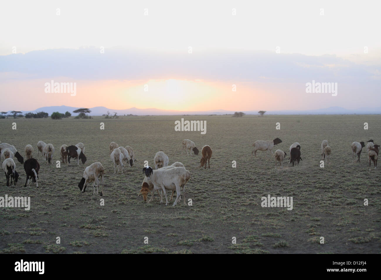 Masai shepherd with herd, Arusha region, Tanzania, Africa Stock Photo ...