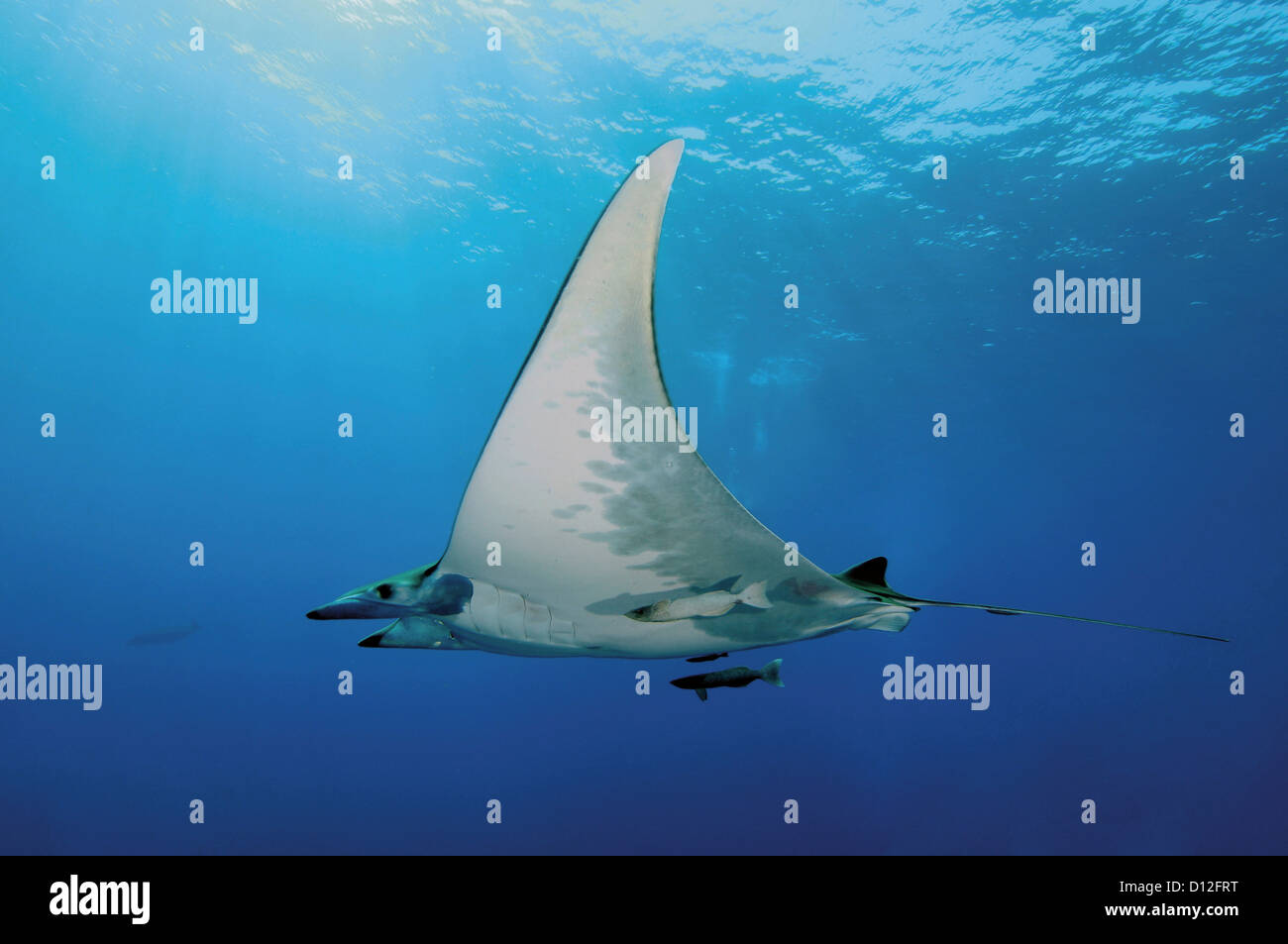 Portugal, Devil Ray fish in Azores Stock Photo - Alamy