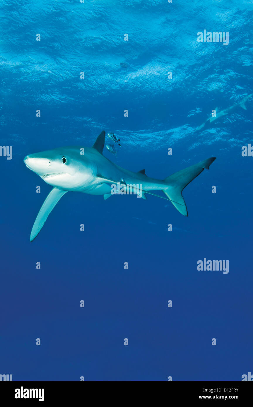 With pilot fish hi-res stock photography and images - Alamy