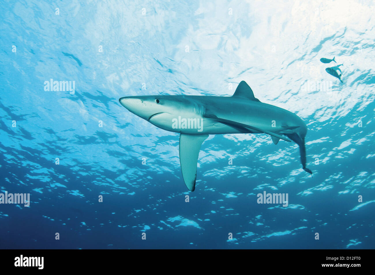 With pilot fish hi-res stock photography and images - Alamy