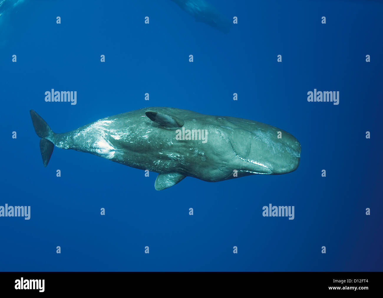 Portugal, Sperm whale mother diving with her calf Stock Photo - Alamy