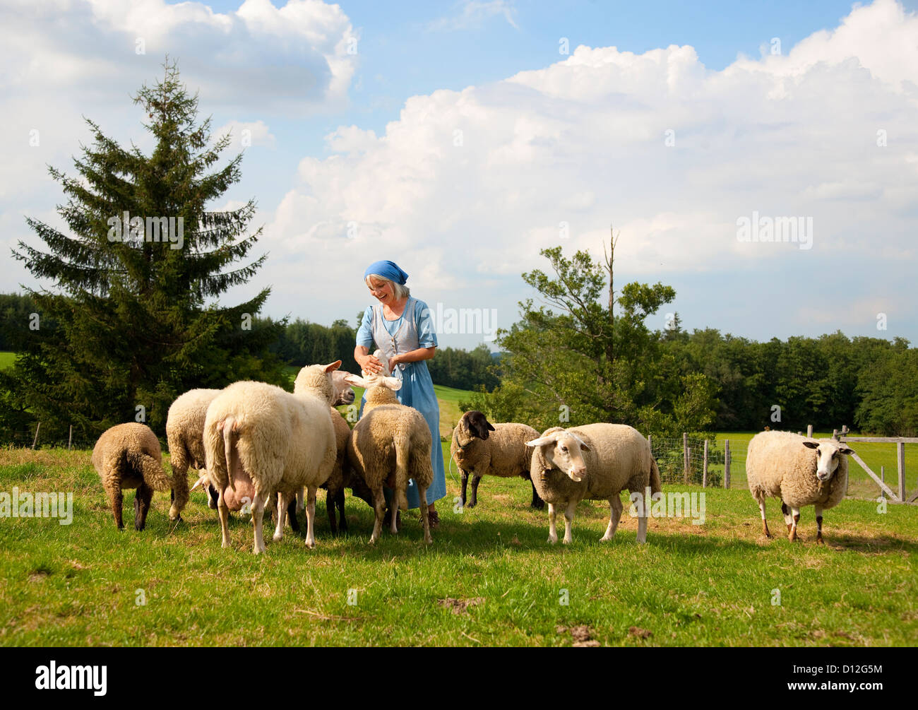 Rural sheep livestock woman farming hi-res stock photography and images ...