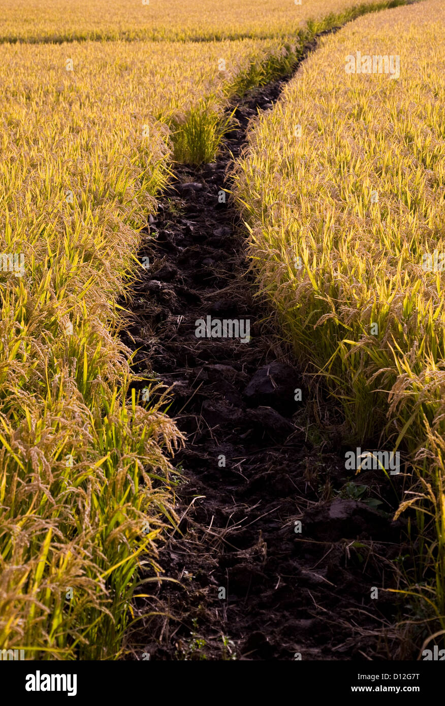 Rural path through paddy field which is ready for harvest Stock Photo ...