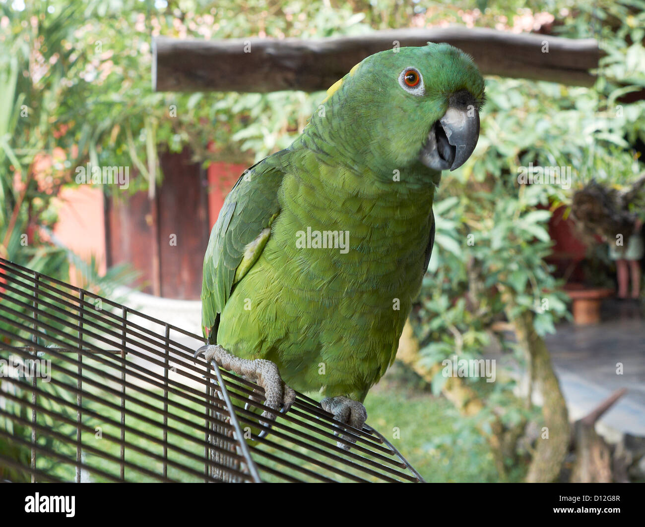 portrait of a yellow-naped Amazon; Ricòn de la Vieja National Park ...