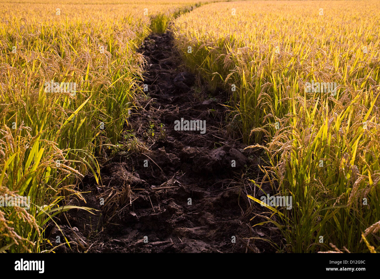 Rural path through paddy field which is ready for harvest Stock Photo ...